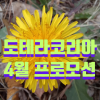 도테라코리아 2024년 4월 프로모션 수원 망포 도테라 네이버 블로그